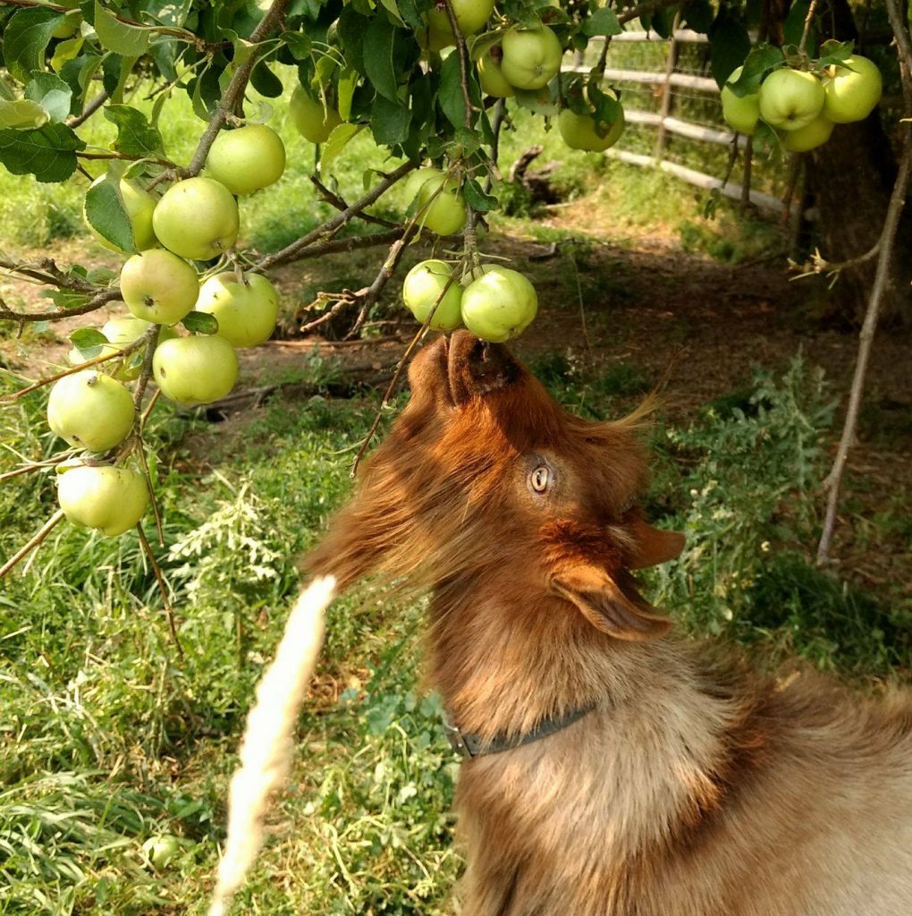 Our Vision for the Sustainability of Our Goats – Little Avalon Farm