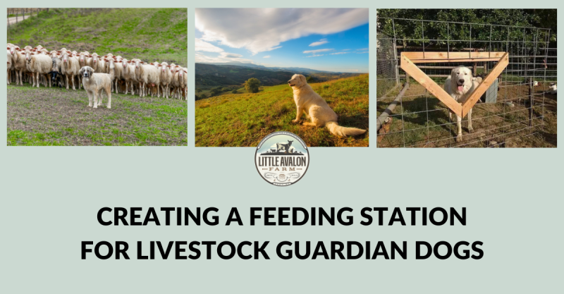 Creating a Feeding Station for Livestock Guardian Dogs – Little Avalon Farm