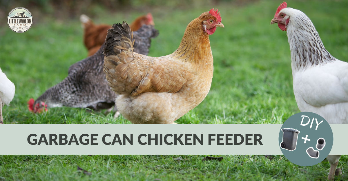 Garbage Can Chicken Feeder – Little Avalon Farm