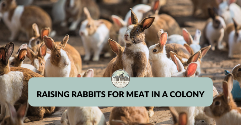 Raising Rabbits for Meat in a Colony – Little Avalon Farm