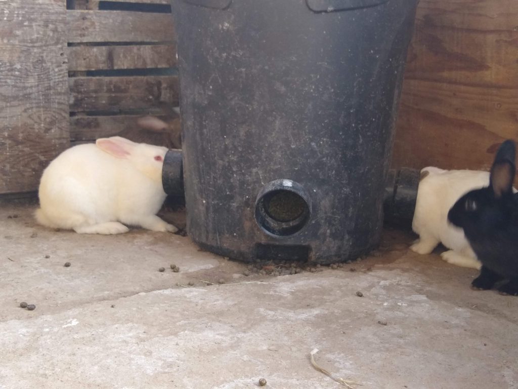 Raising Rabbits for Meat in a Colony – Little Avalon Farm