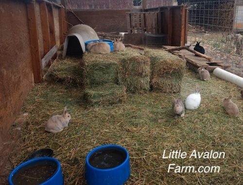 Raising Rabbits for Meat in a Colony – Little Avalon Farm