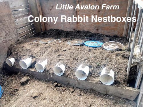Raising Rabbits for Meat in a Colony – Little Avalon Farm