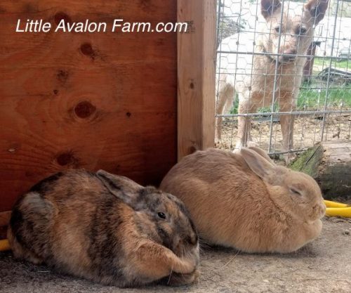 Raising Rabbits for Meat in a Colony – Little Avalon Farm