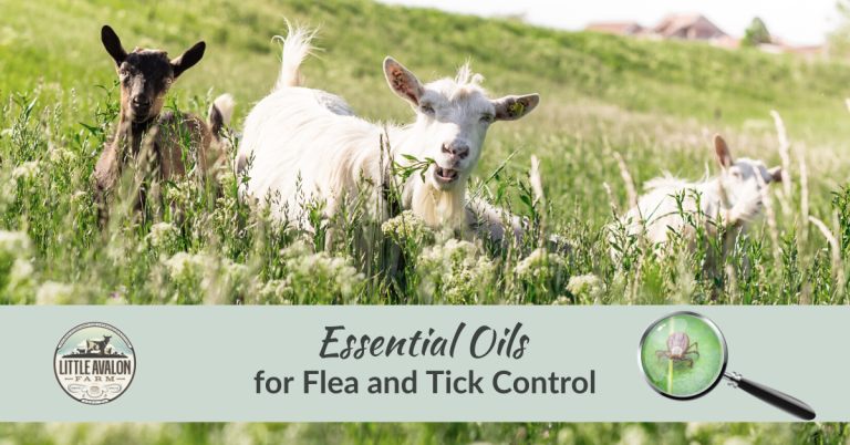 Essential Oils for Flea and Tick Control – Little Avalon Farm
